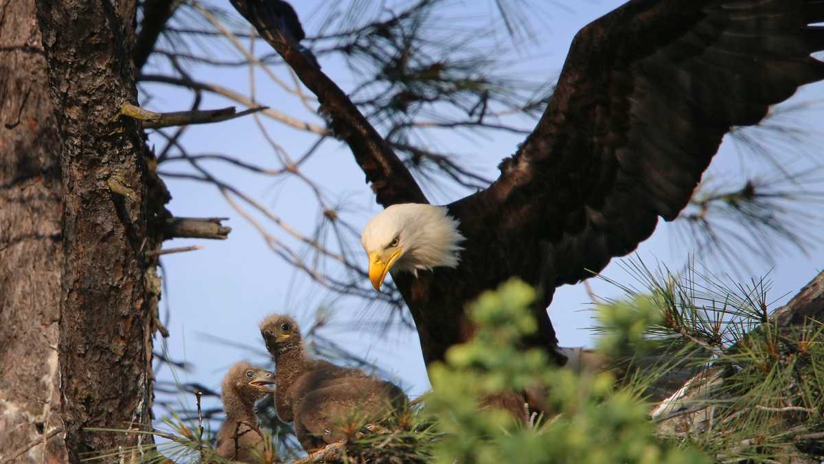 American River bald eagles embody the American spirit