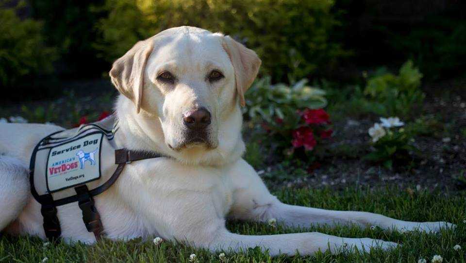 Sully the service dog starts new job in Maryland