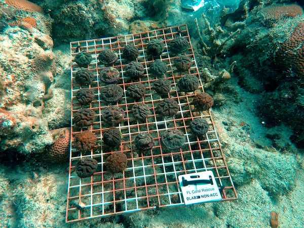 Florida Aquarium, FWC test Coral Defender to protect reef restoration