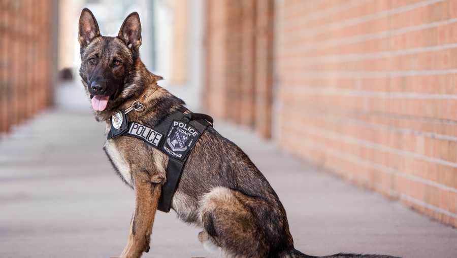 Cudahy police K-9 dies - WISN
