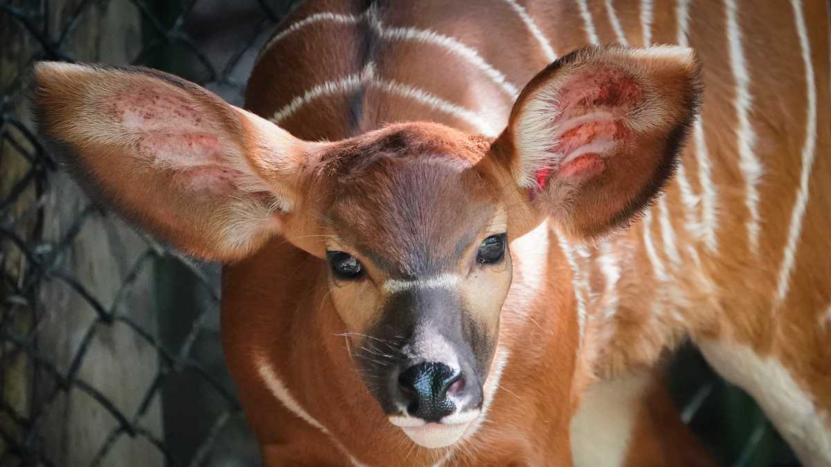 Photos: A bunch of Cincinnati's zoo babies looking unbelievably cute
