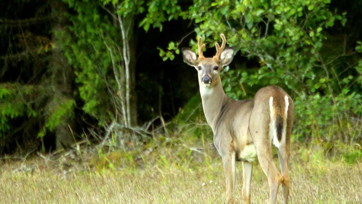 Deer tests positive for chronic wasting disease 8 miles from Kentucky ...