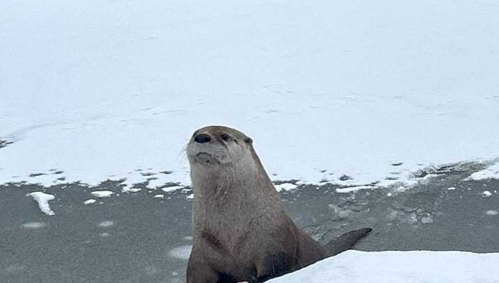 Runaway otter returned to Wisconsin zoo, one still on the loose