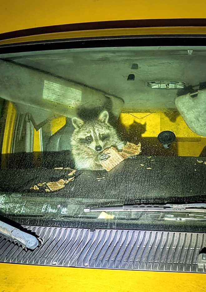 Another bizarre raccoon run-in with police goes viral in Ohio