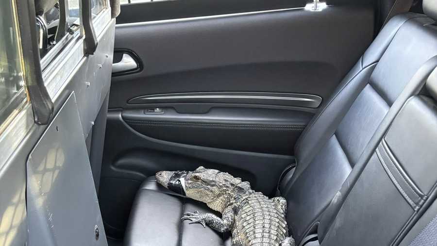 Alligator detained at Bacon County motel