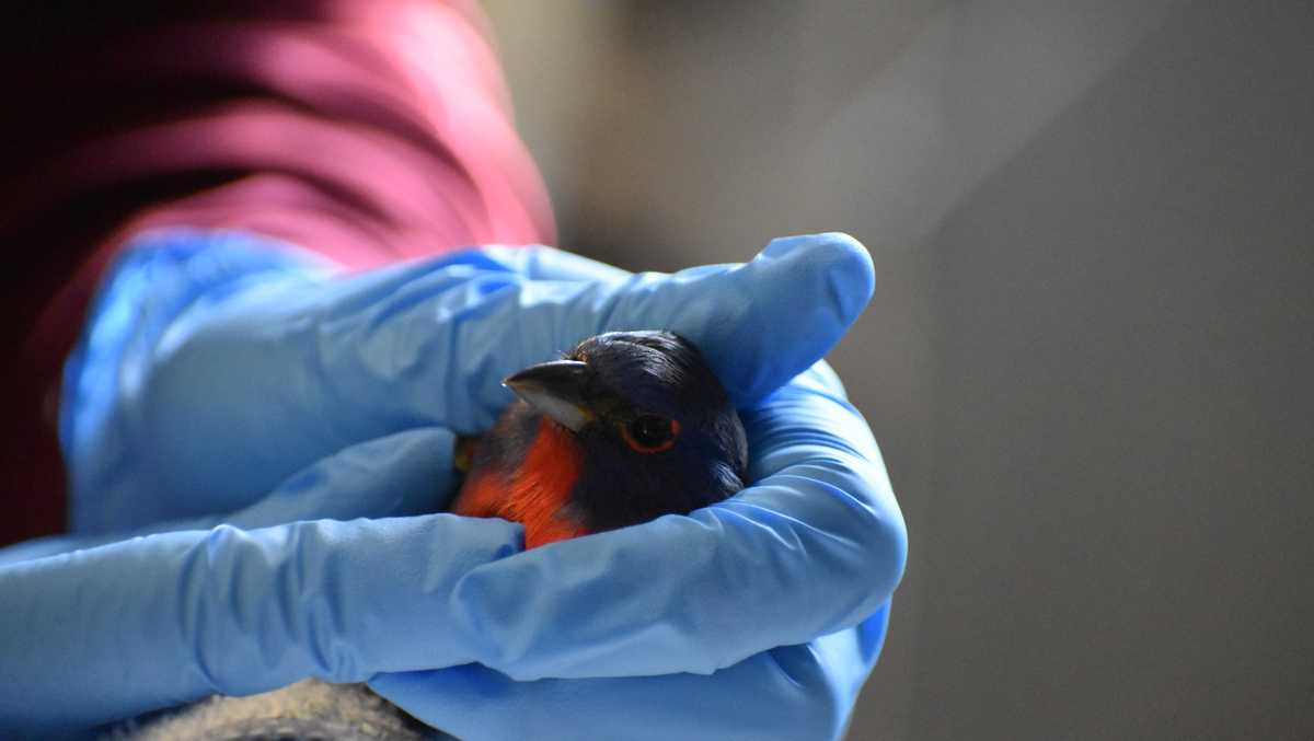 CROW saves migratory bird following window strike