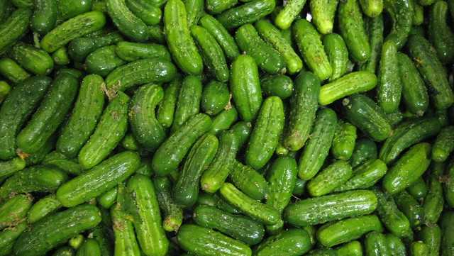 Pickle festival coming to Ohio with pickle beer and food
