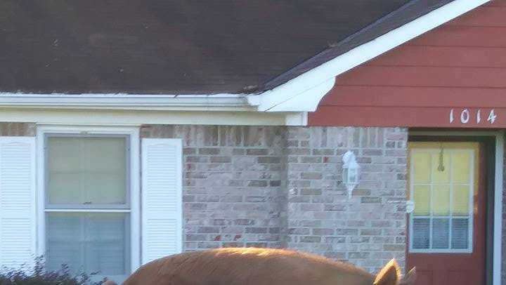 PHOTOS: Holy hog! Massive pig in Phenix City, Alabama