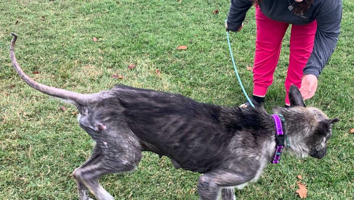 Crestwood pet rescue asking for help after saving neglected dog