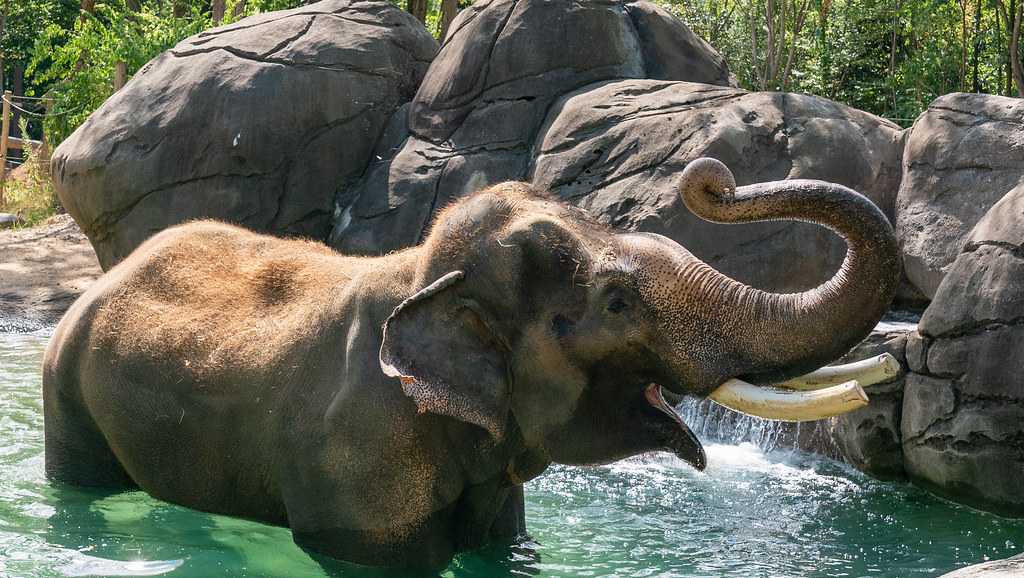 Sabu the elephant receives a joyous homecoming back at the Cincinnati Zoo