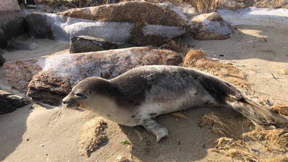 Don't feed peanut butter and jelly sandwiches to seals, officials say