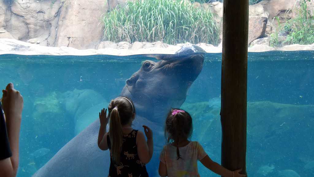 Rides, animal encounters and early entry for members resume this ...