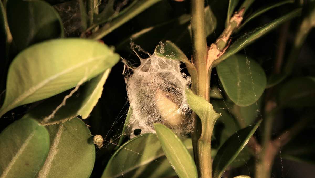Invasive box tree moth detected around Greater Cincinnati