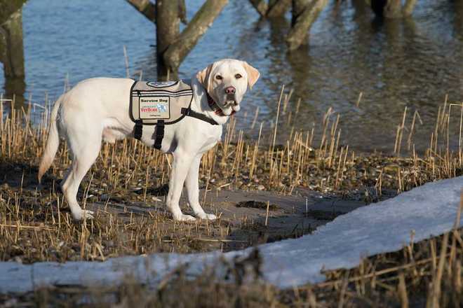 Sully the service dog starts new job in Maryland