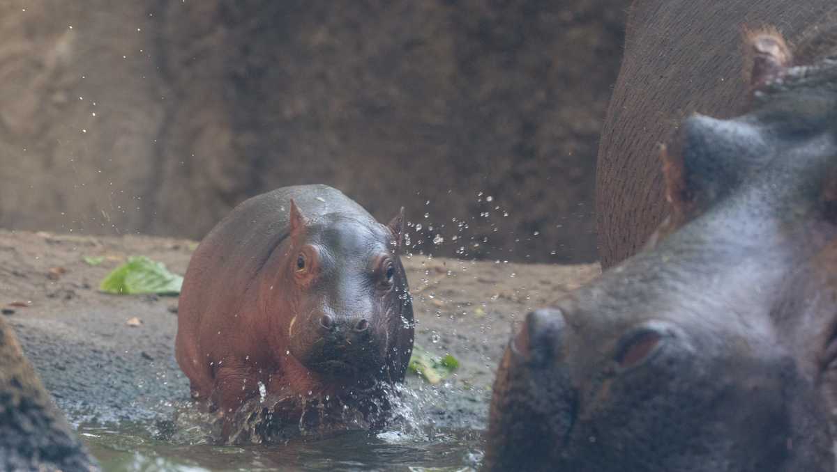 PHOTOS: Cincinnati Zoo's hippo baby Fritz makes public debut