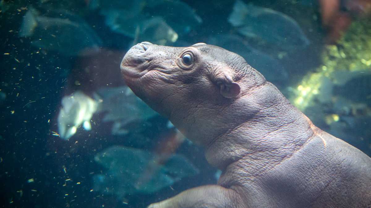 PHOTOS: Cincinnati Zoo's hippo baby Fritz makes public debut