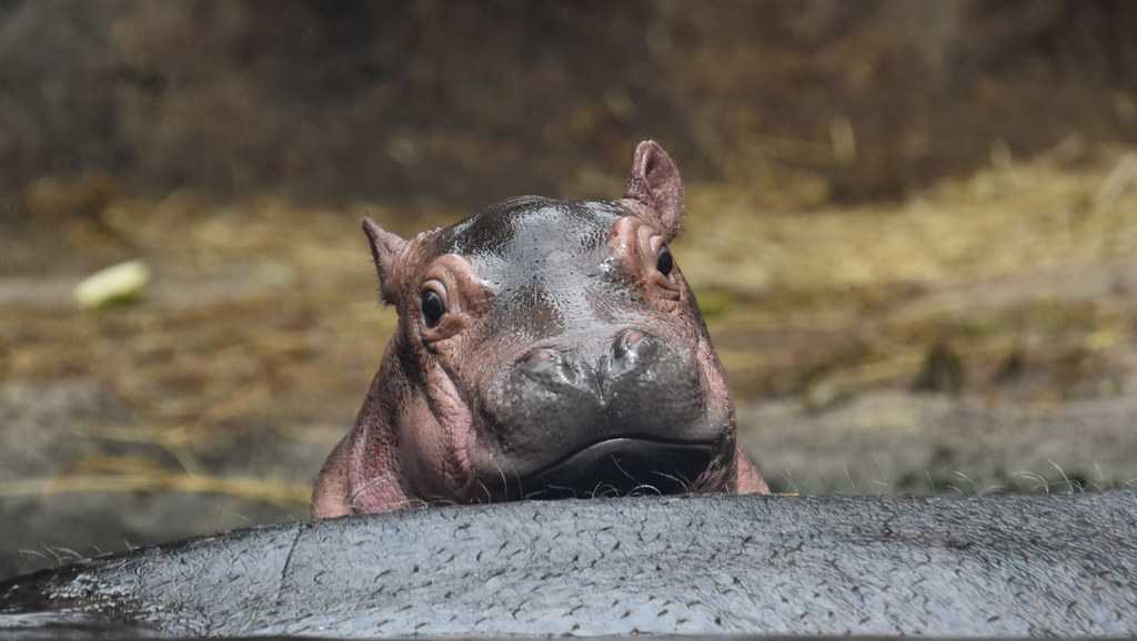 Cincinnati Zoo's Fritz the hippo celebrating 1st birthday