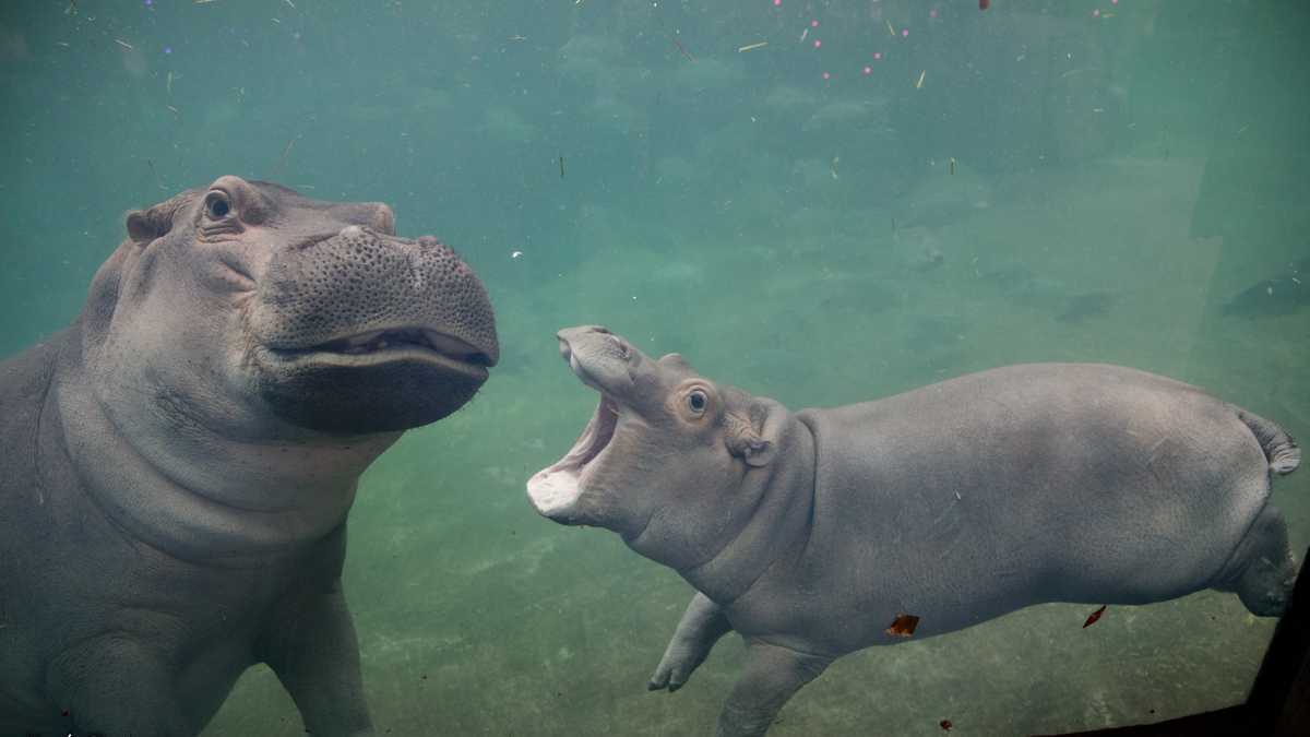 PHOTOS: Favorite Fritz moments to celebrate hippo's 1st birthday