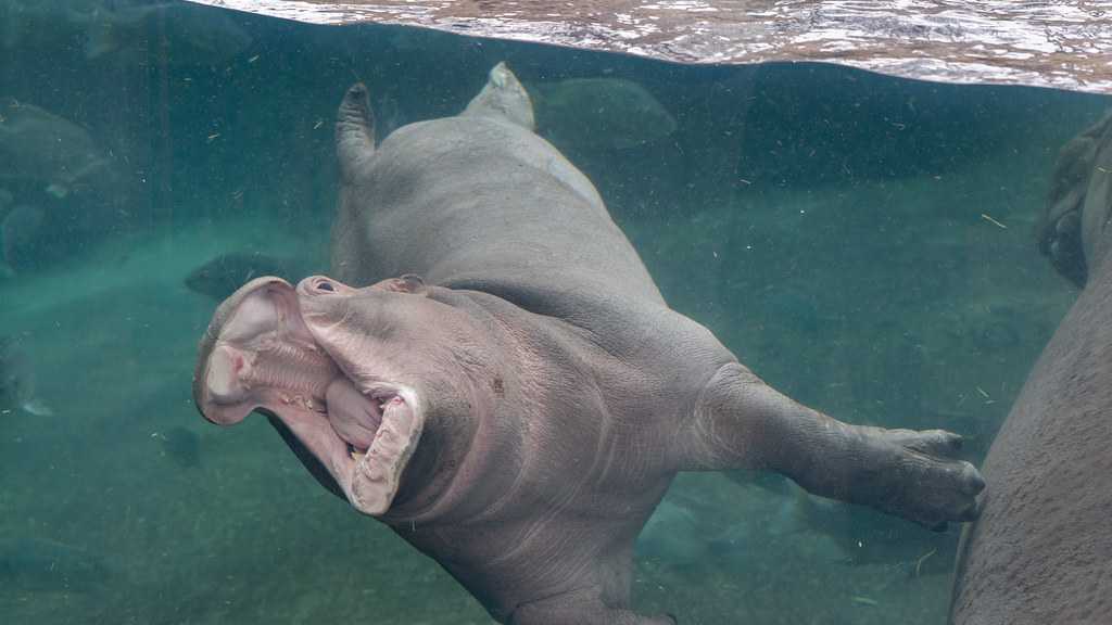 PHOTOS: Favorite Fritz moments to celebrate hippo's 1st birthday