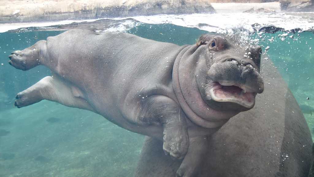 PHOTOS: Favorite Fritz moments to celebrate hippo's 1st birthday