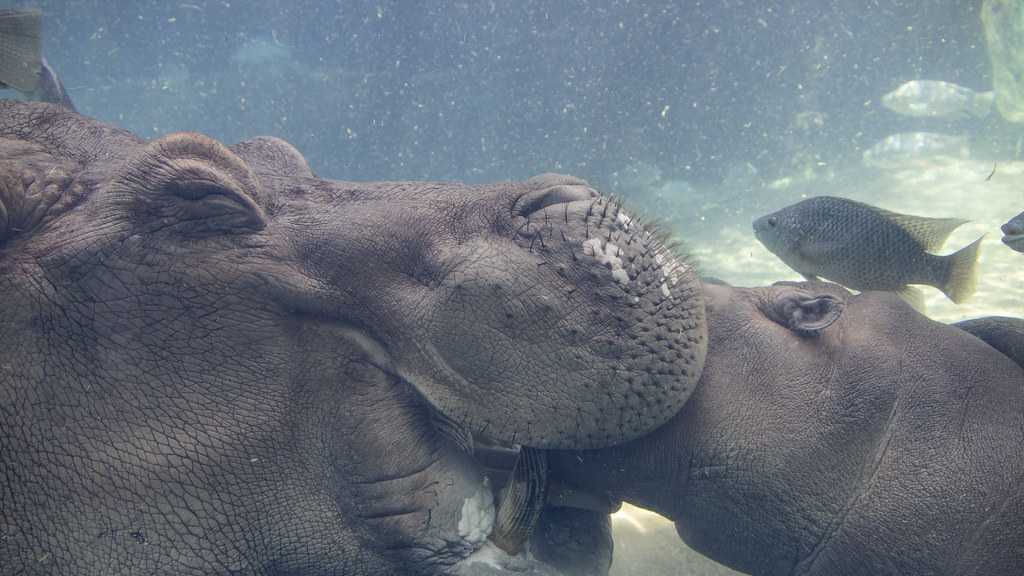 PHOTOS: Favorite Fritz moments to celebrate hippo's 1st birthday