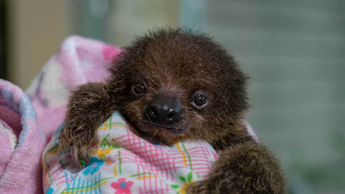 Sloth baby debut at Cincinnati Zoo delayed due to mom Lightning's health