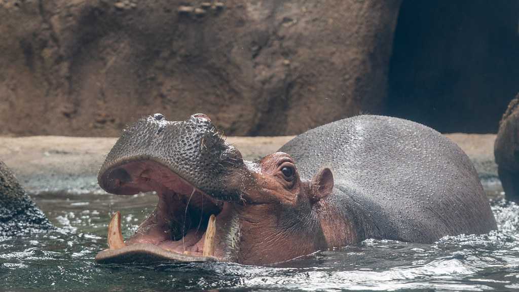70 photos to celebrate Fiona the hippo's 7th birthday