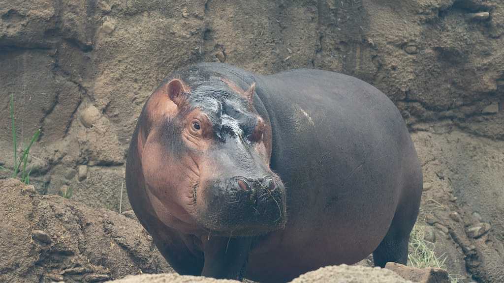 70 photos to celebrate Fiona the hippo's 7th birthday
