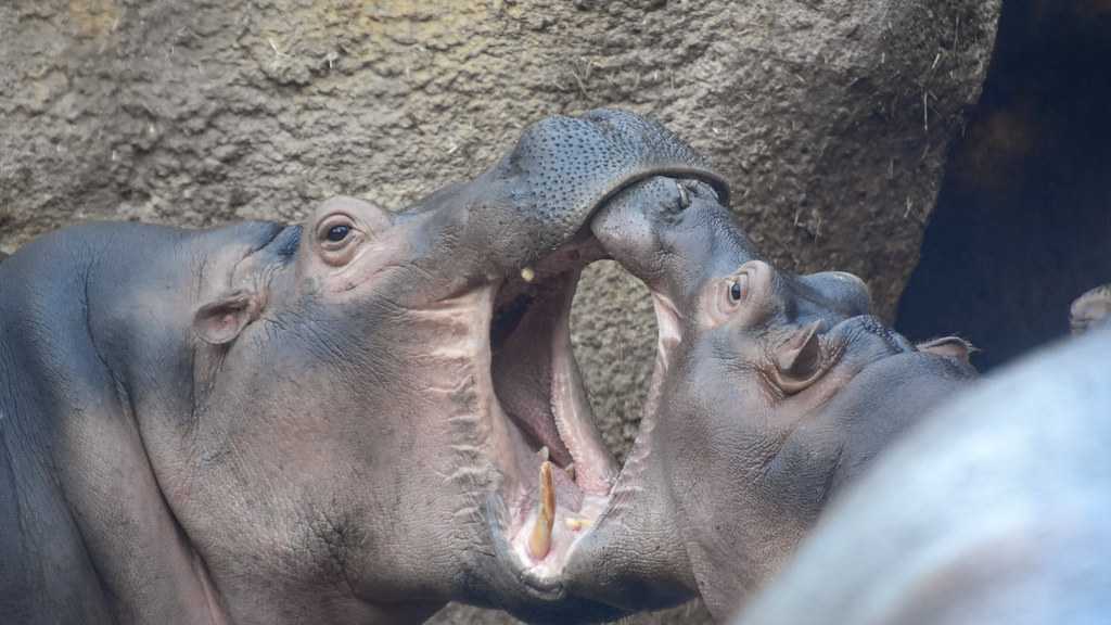 70 photos to celebrate Fiona the hippo's 7th birthday