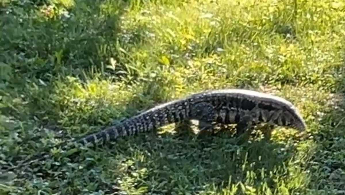 Large tegu lizard on the loose in Old Town, Maine