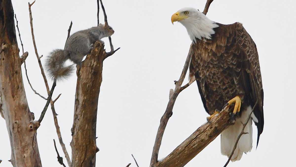 Maine photographer captures epic standoff between bald eagle, squirrel Maine photographer captures epic standoff between bald eagle, squirrel