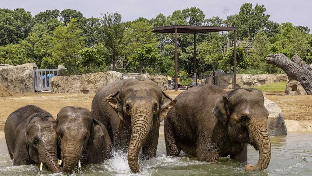 LOOK: Cincinnati Zoo announces opening date massive Elephant Trek exhibit
