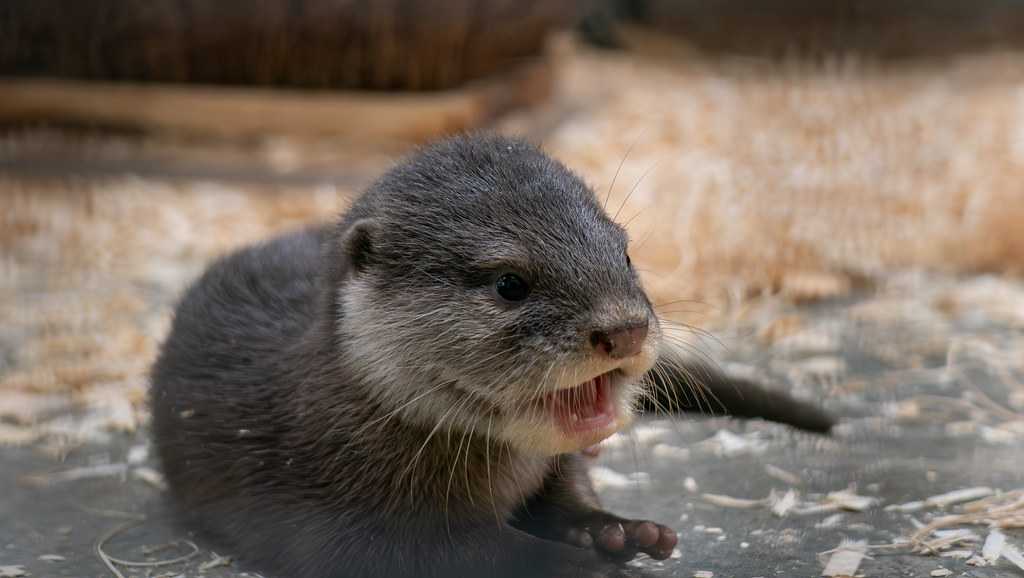 Otter pups to make public debut at Cincinnati Zoo on Wednesday