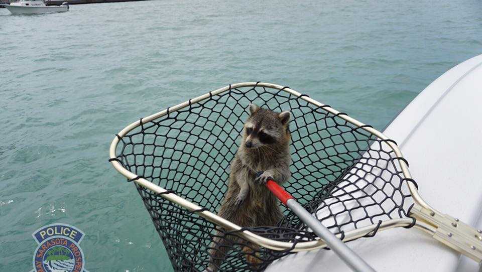 WATCH: Seafaring raccoon rescued from channel marker off Florida coast