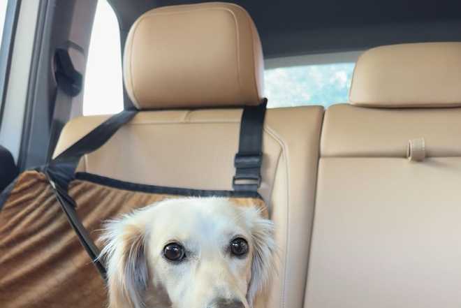 Dog found safe after being reported missing during Norwood car theft