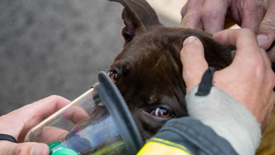 Englewood firefighters extinguish garage fire, save dog from smoke ...