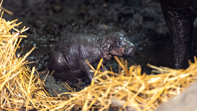 North Carolina: Rare pygmy hippo born in Greensboro