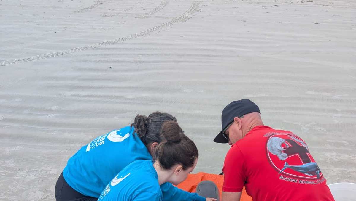 Photos: Stranded baby dolphin rescued in New Smyrna Beach