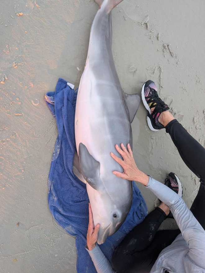 Photos: Stranded baby dolphin rescued in New Smyrna Beach