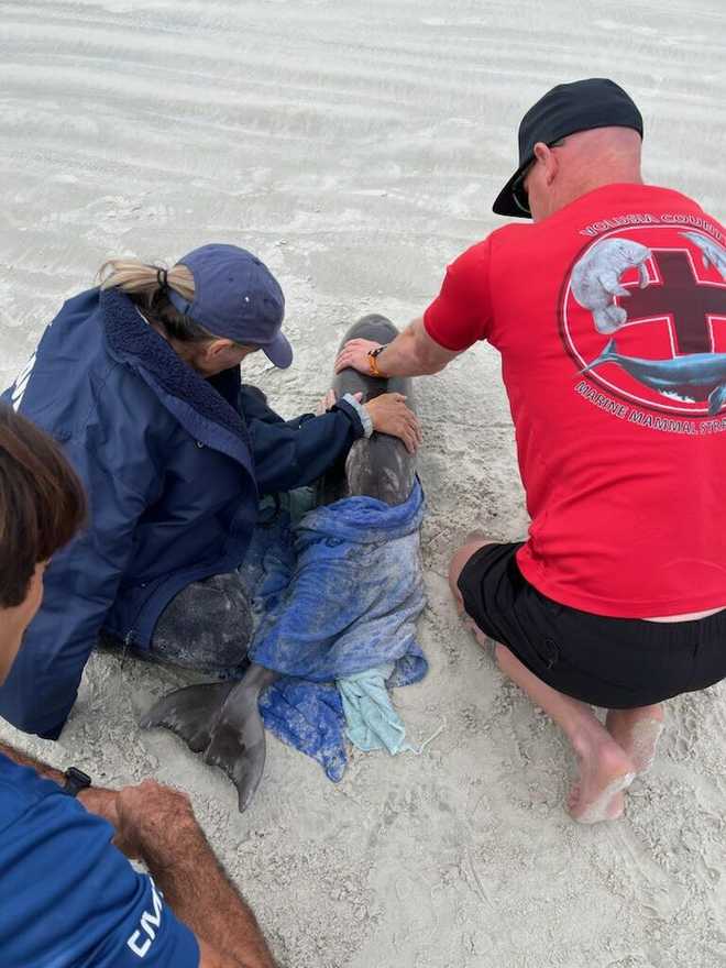 Photos: Stranded baby dolphin rescued in New Smyrna Beach