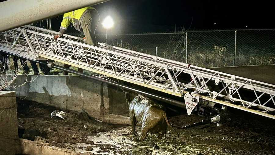 Crews rescue cow trapped in manure pit in freezing temperatures in ...