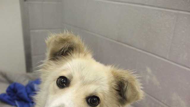 These adorable pets need new homes!