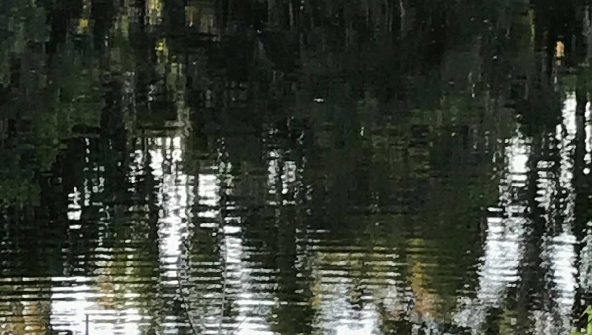 Party crashing gator ruins couple's picnic date