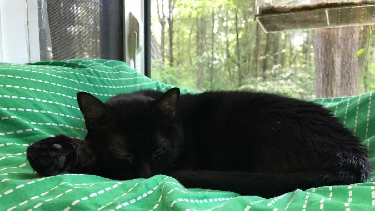 These adorable pets need new homes!