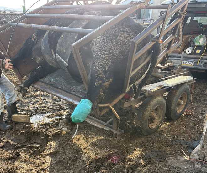 Pa. farm faces challenges in extreme cold after fire injures 2,500 ...
