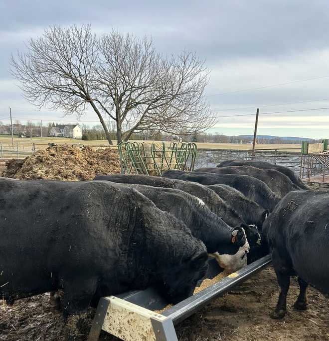 Pa. farm faces challenges in extreme cold after fire injures 2,500 ...