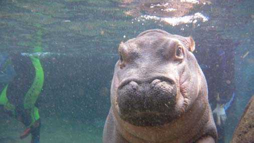 50 Fiona photos to celebrate hippo's 4th birthday