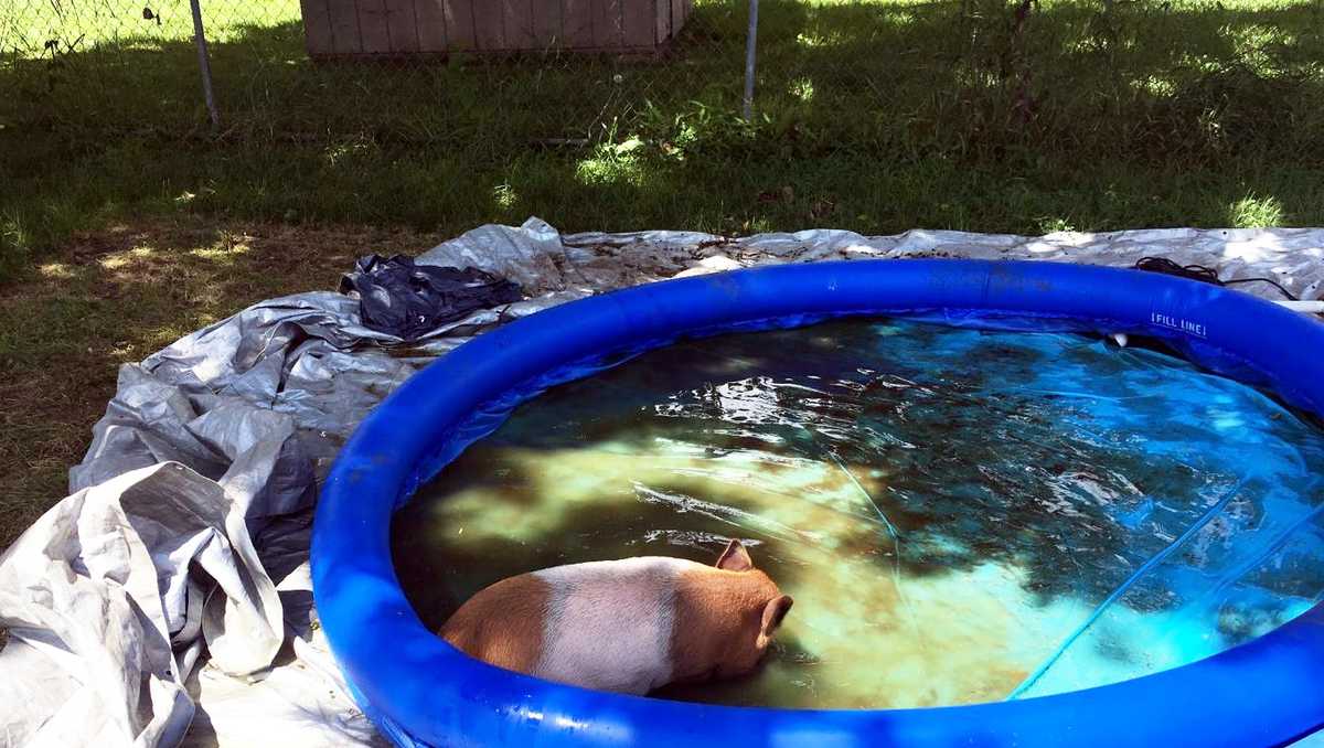 Potbellied pigs run away and found in pool