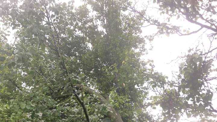 PHOTOS: Severe thunderstorms leaves damage across the metro