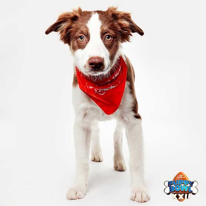 Puppy Bowl XXII: Meet the Iowa dogs in the 2026 Puppy Bowl